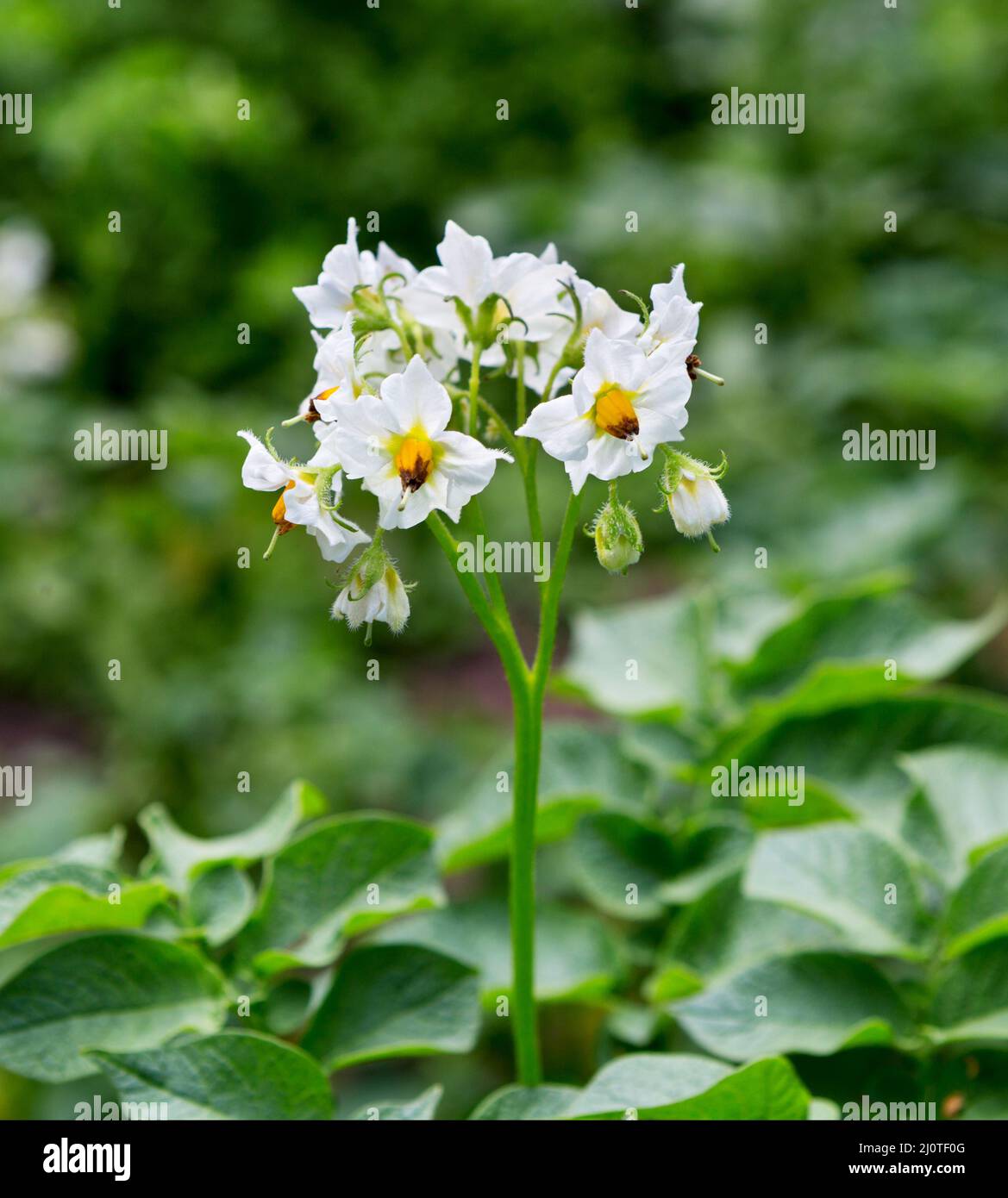 Potato Flowering. White blooming potato flower on farm field. Close up ...