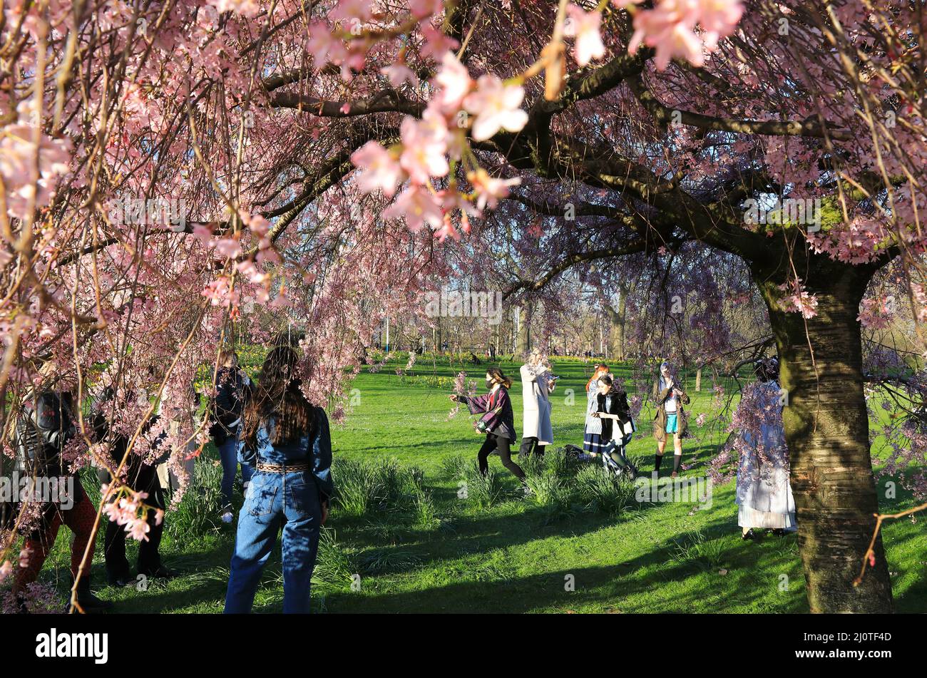 Blossom march uk hi-res stock photography and images - Alamy