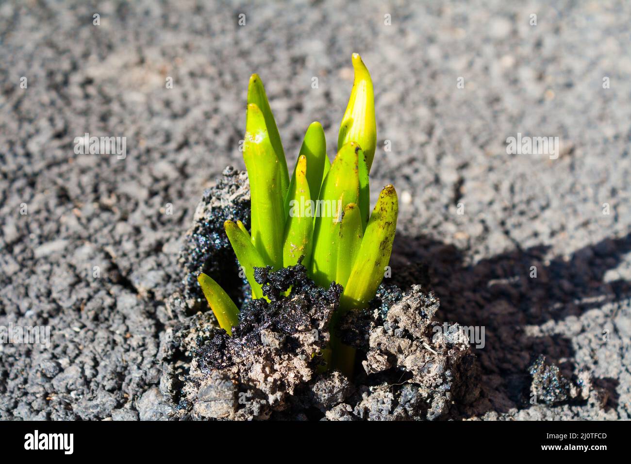 Rise flower hi-res stock photography and images - Alamy