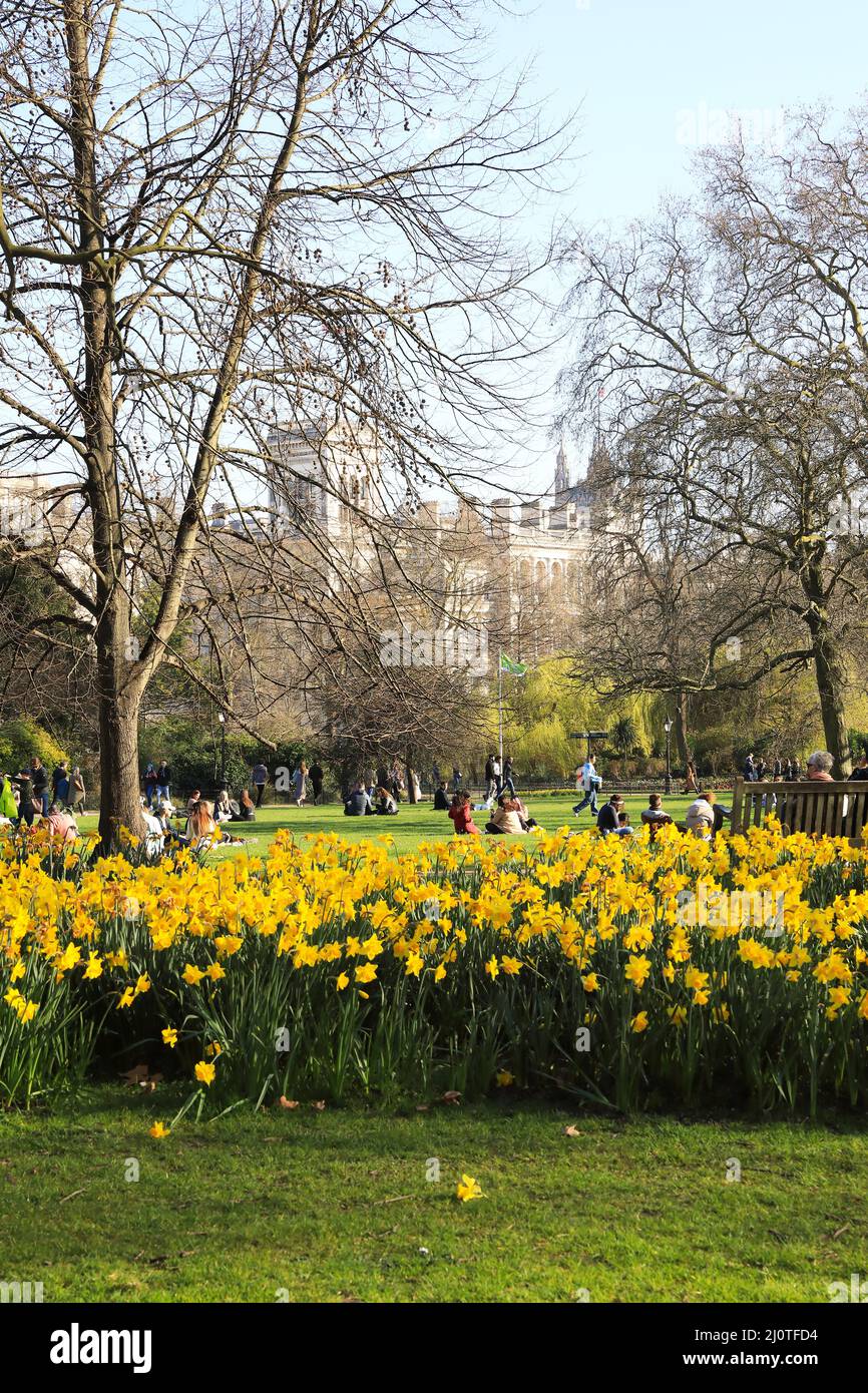Daffodils in St James Park in spring 2022, London Stock Photo - Alamy