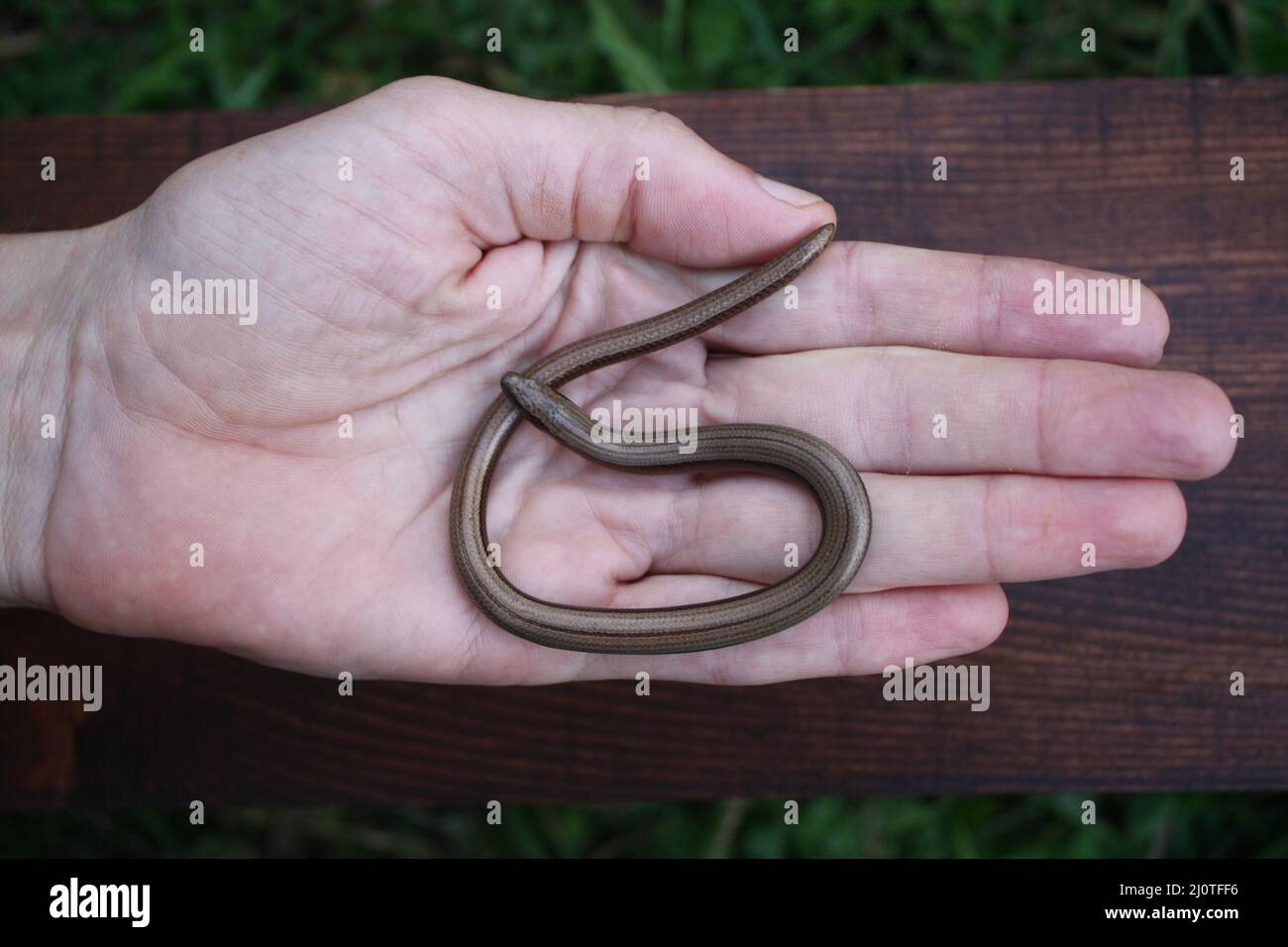Little creature in nature hi-res stock photography and images - Alamy