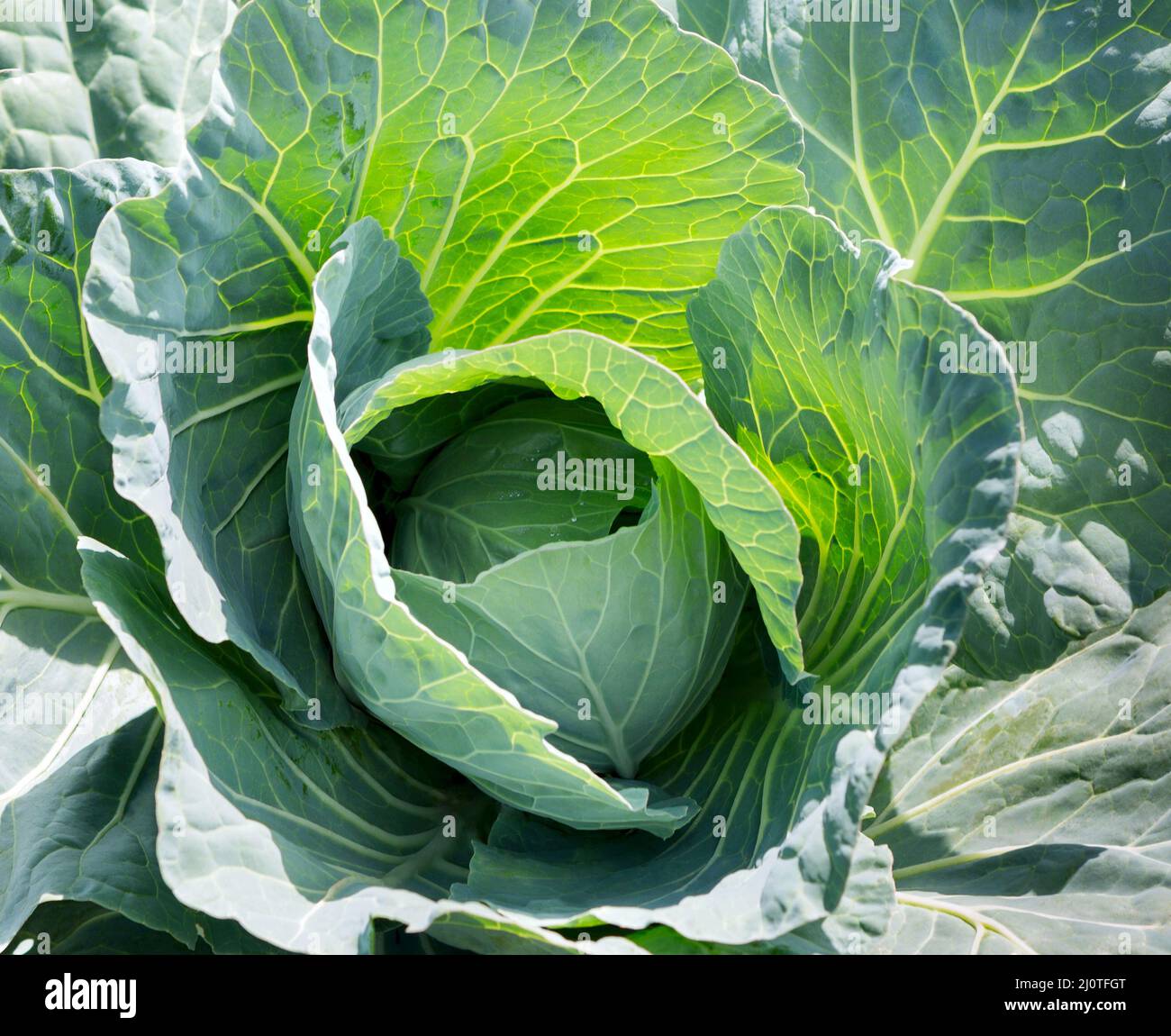 Cabbage white. Cabbage close up in a farm field. Close-up of head of ...