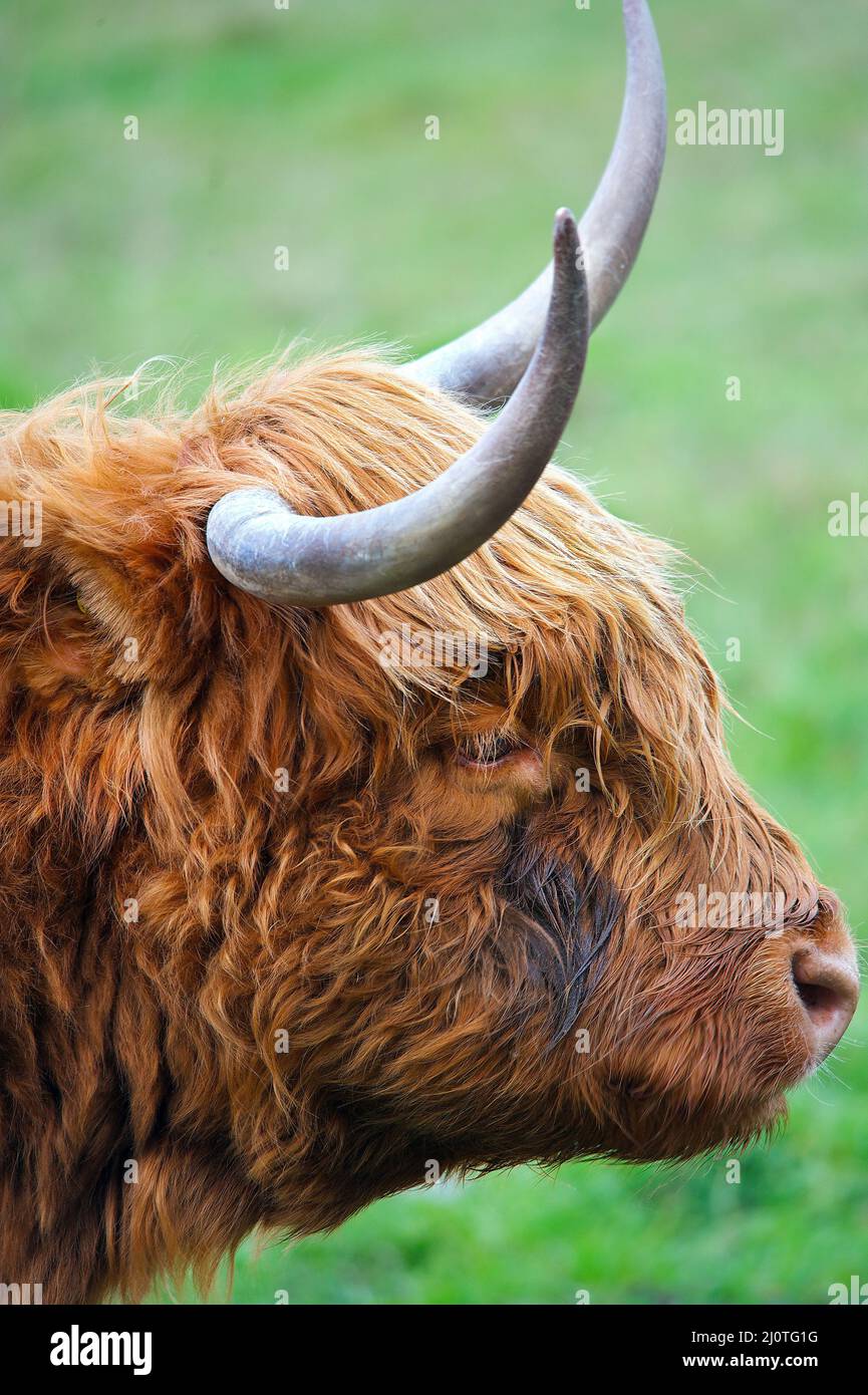 Highland cow portrait in a field, close up in Scotland Stock Photo - Alamy