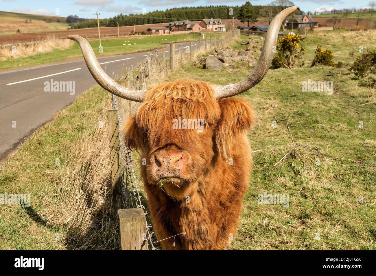 Highland cow in a field, close up in Scotland Stock Photo - Alamy