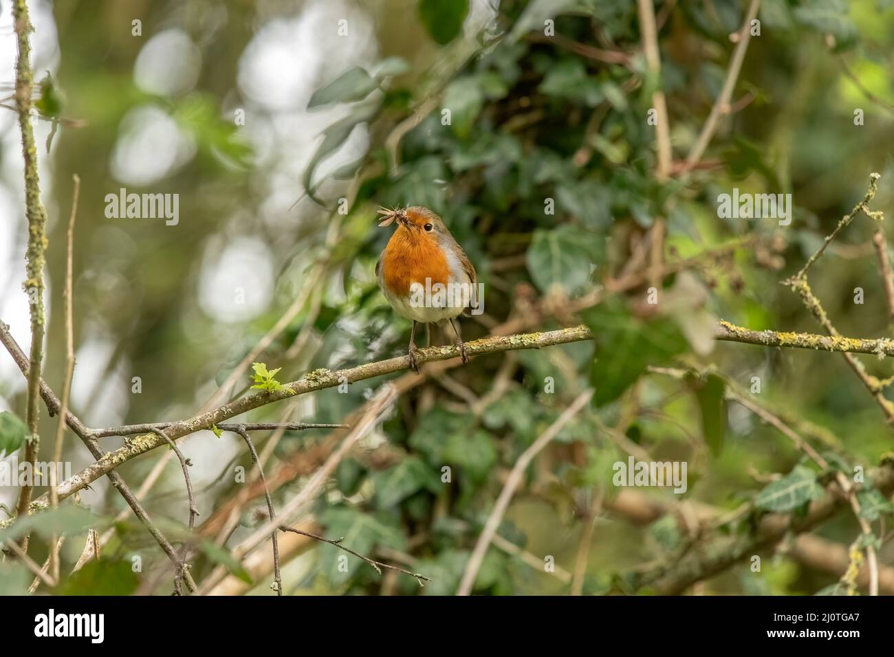Woodland insects hi-res stock photography and images - Alamy