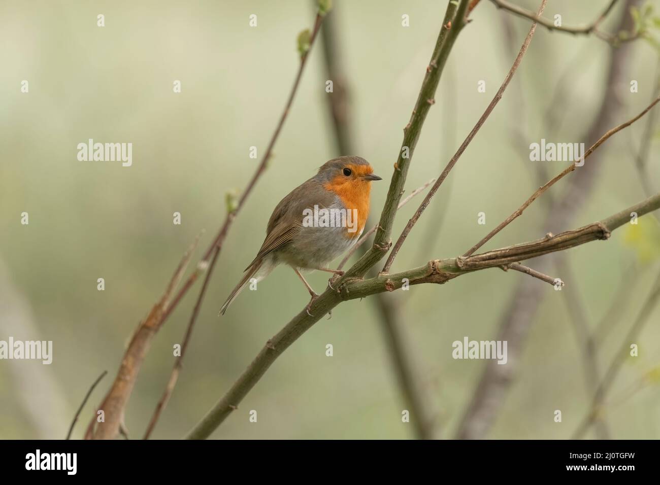 Robin, on a branch, close up, in a forest, in Scotland Stock Photo - Alamy