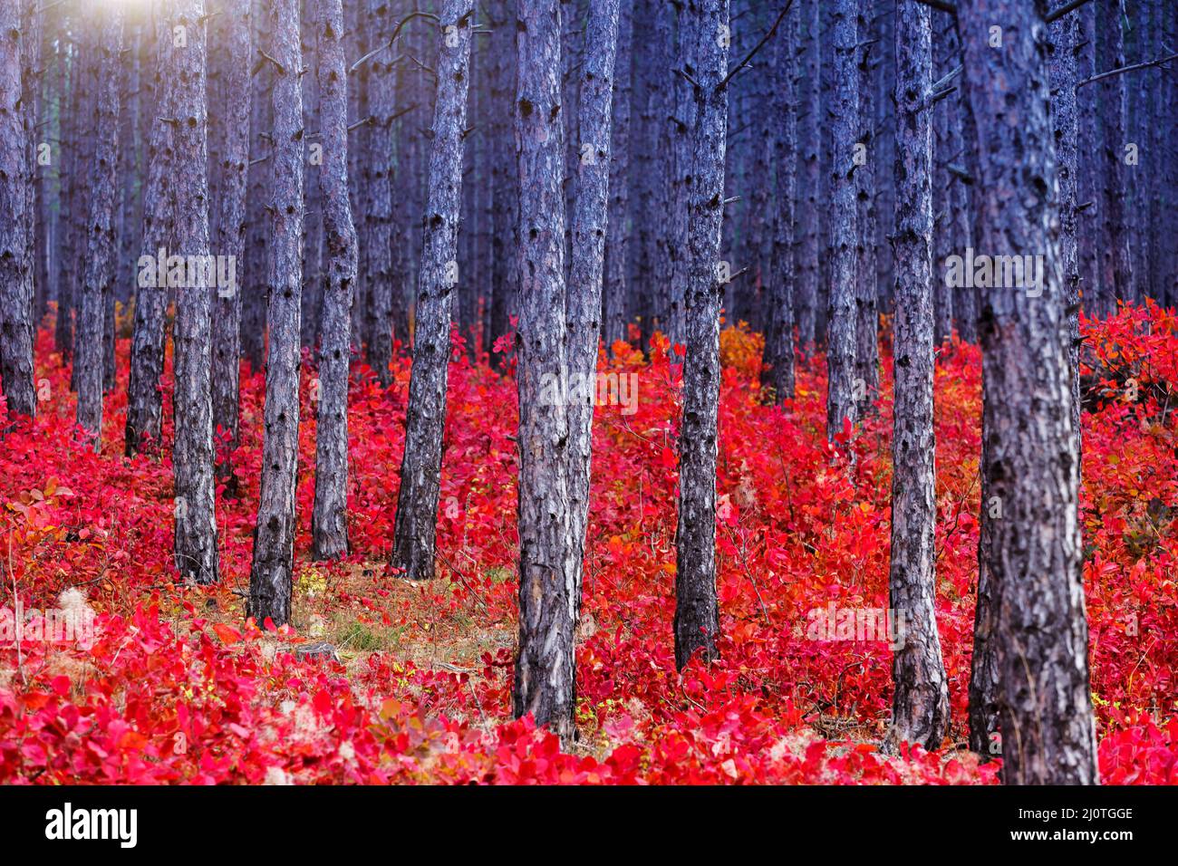 Fantastic forest with Cotinus coggygria. Autumn leaves. Crimea, Ukraine ...