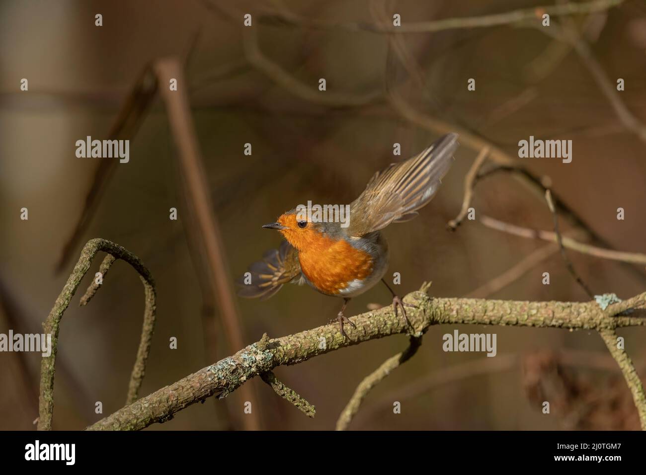 Robin flying hi-res stock photography and images - Alamy