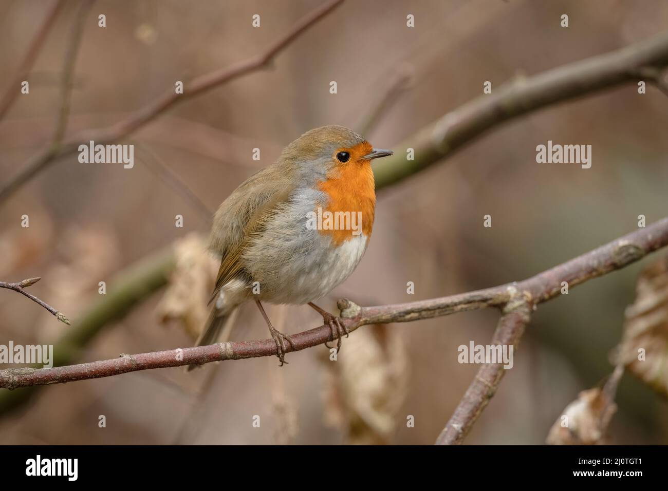 Robin, side view on a branch, close up, in a forest, in Scotland Stock ...