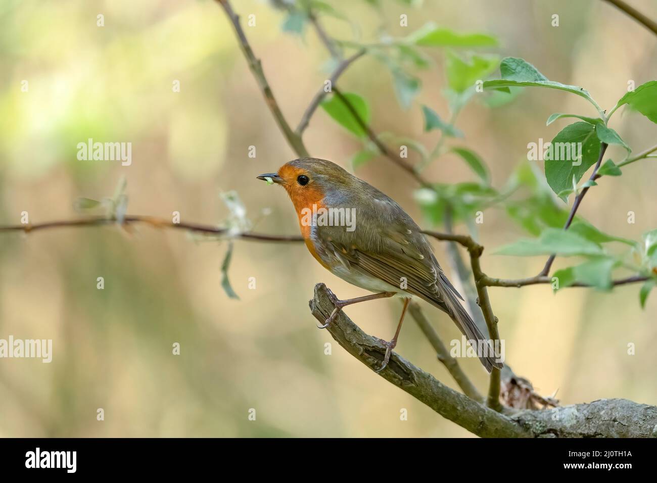 Robin, eating a worm, on a branch, close up, in a forest, in Scotland ...