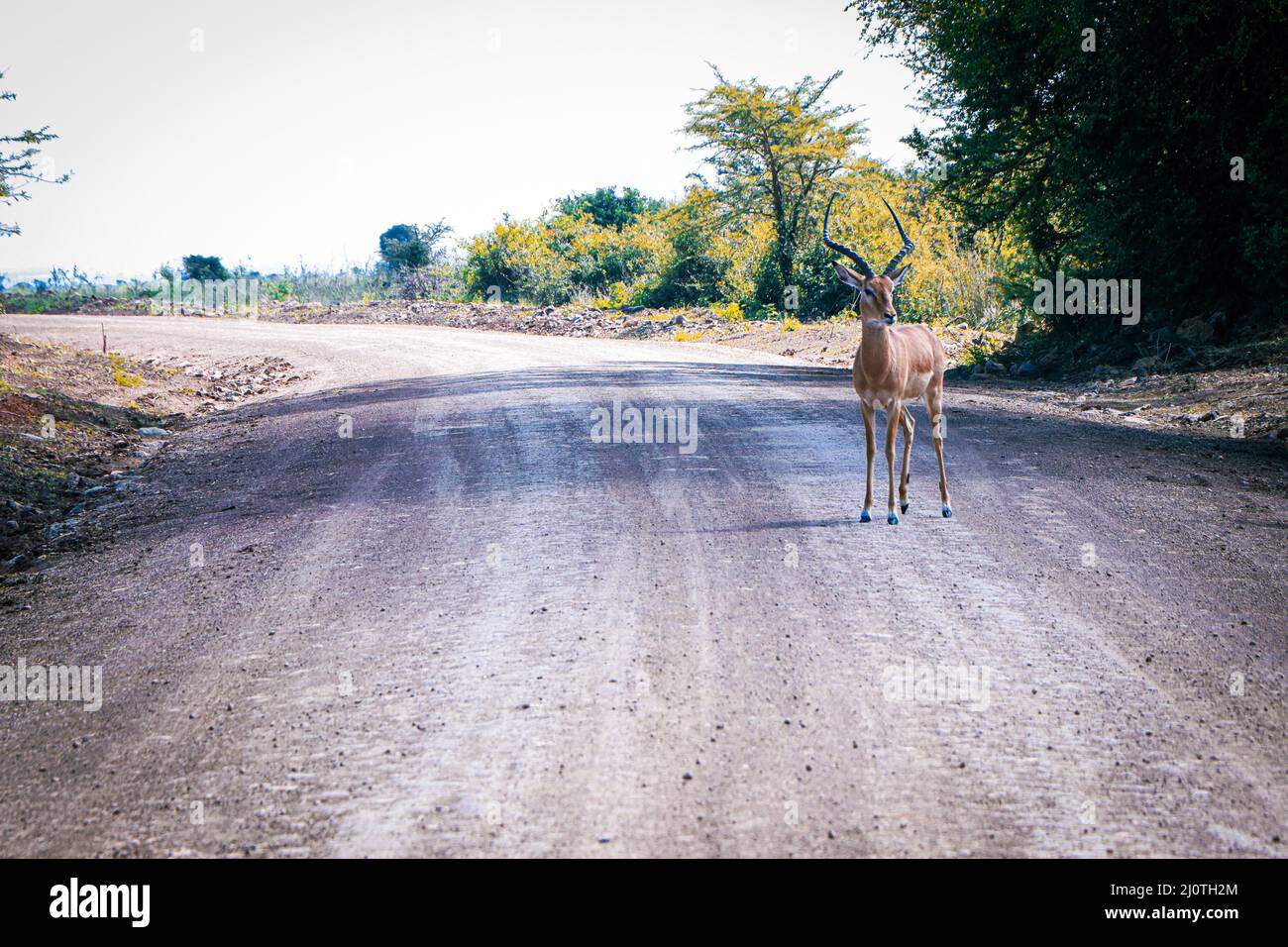 Beautiful antelope on a road Stock Photo - Alamy