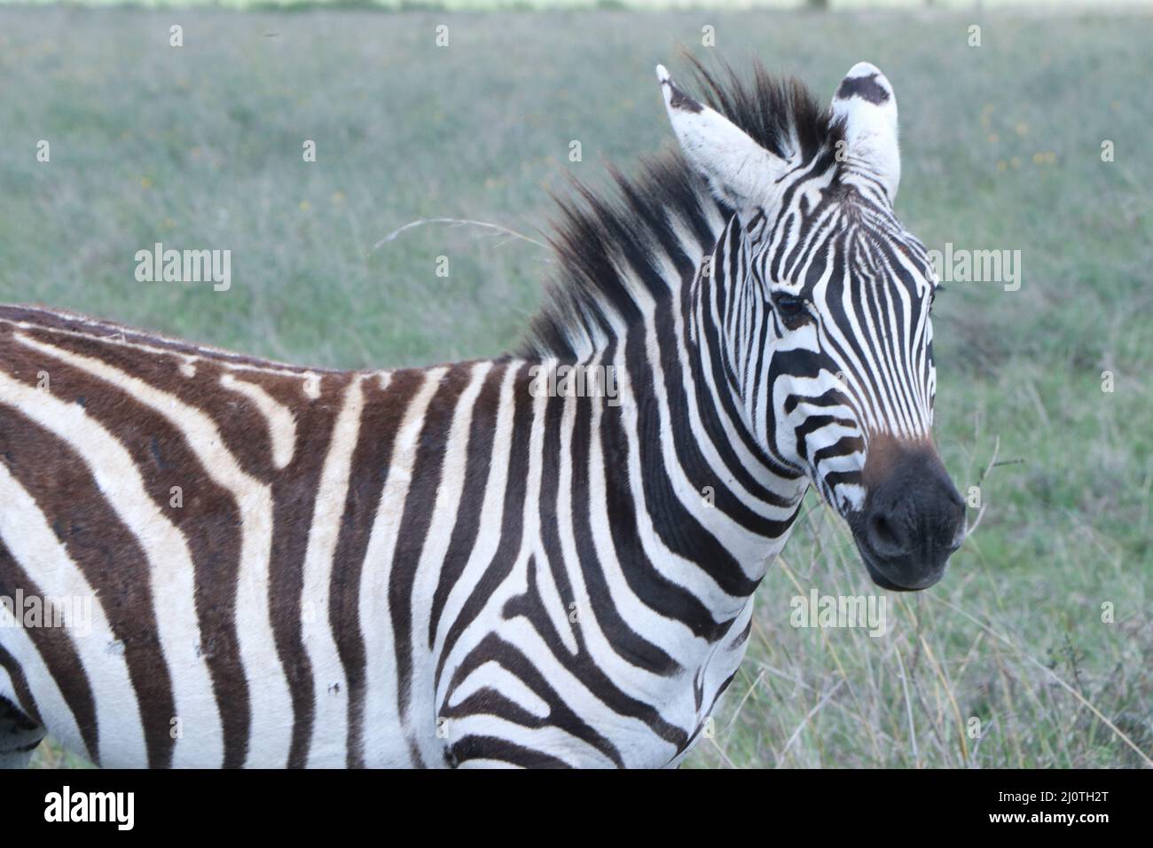 Closeup shot of a beautiful zebra Stock Photo - Alamy