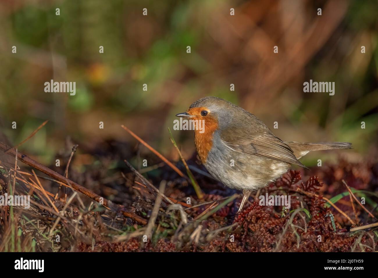 Robin on the forest floor, close up, in a forest, in Scotland Stock ...