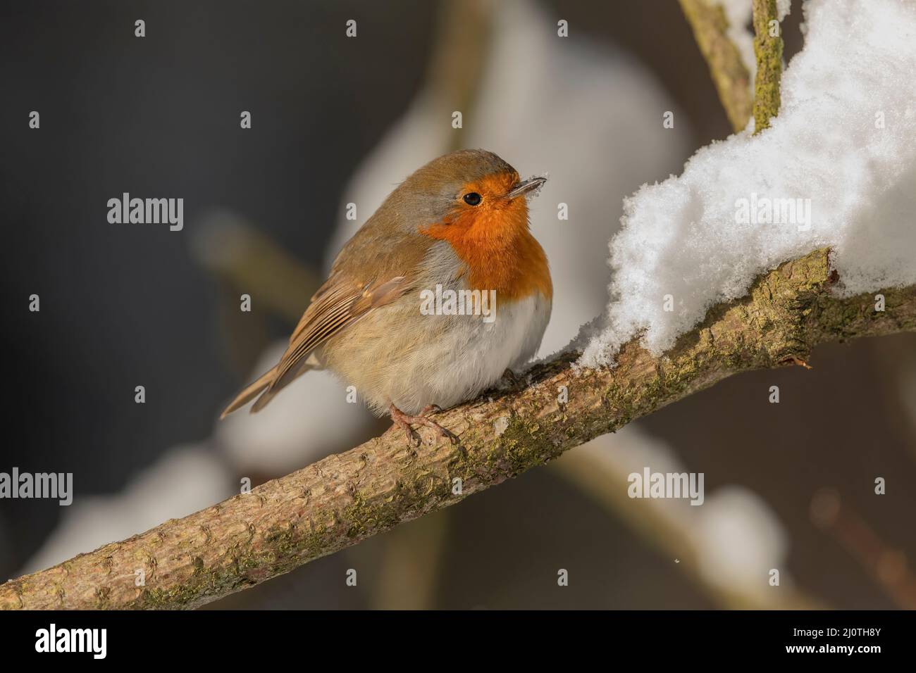 Winter woodland robin hi-res stock photography and images - Alamy