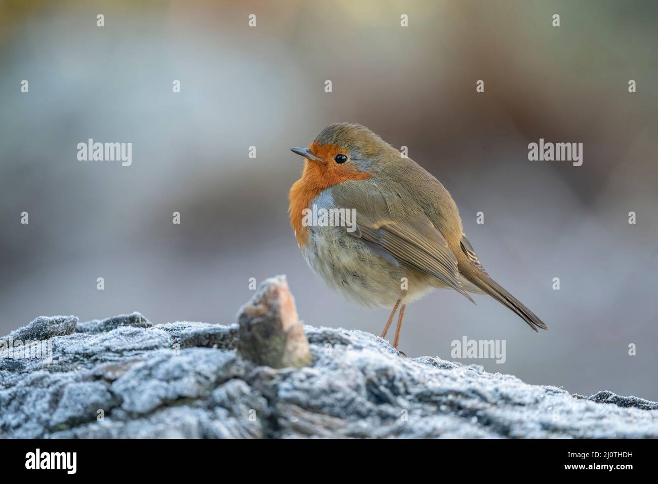 Robin on frost covered branch hi-res stock photography and images - Alamy