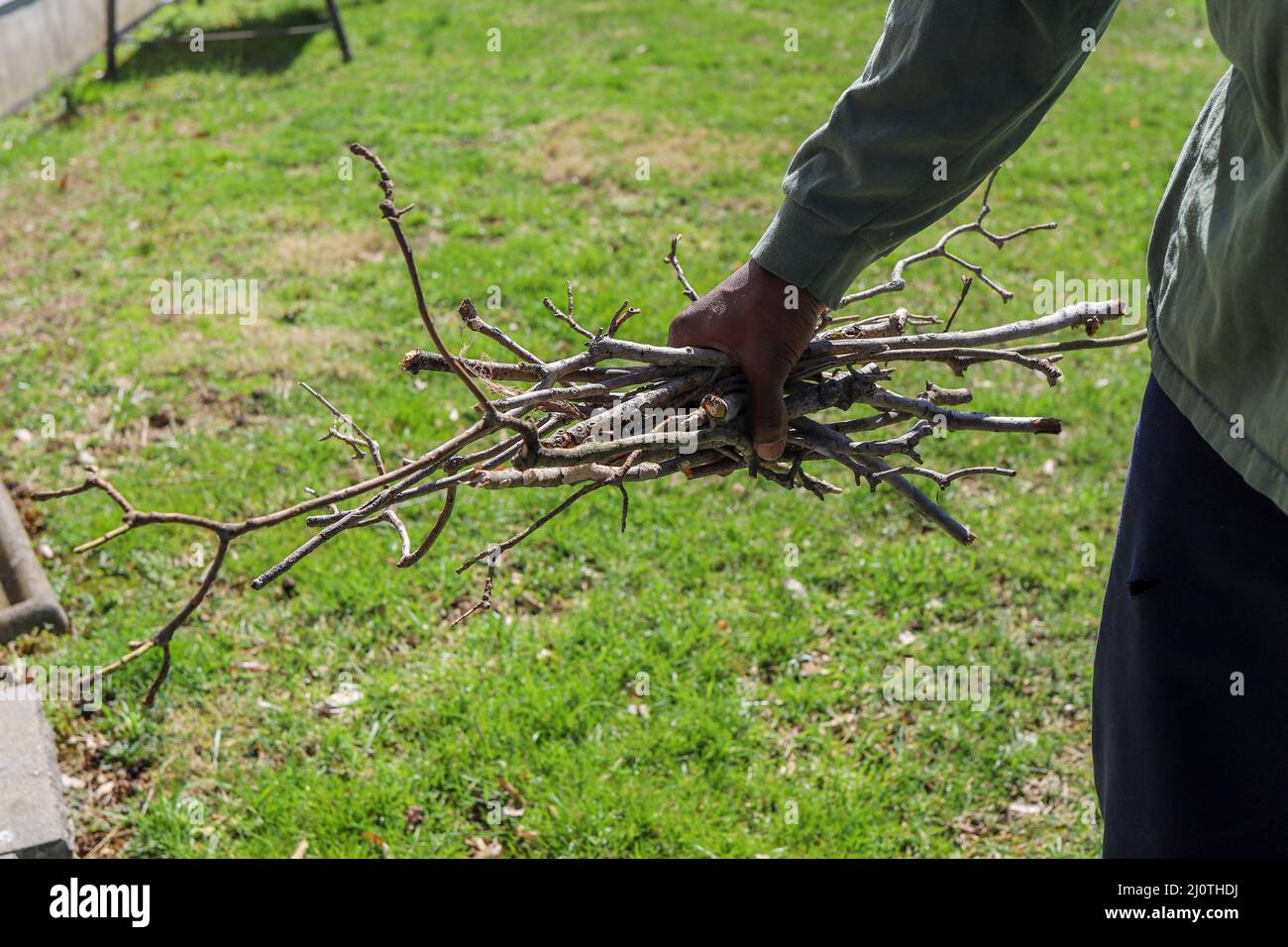 Human hand holding tree branch hi-res stock photography and images - Alamy