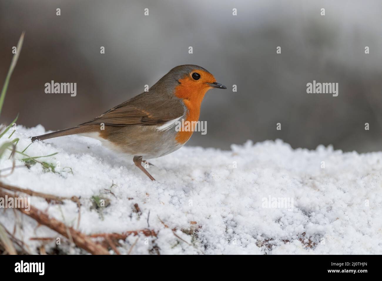Side view of robin hi-res stock photography and images - Alamy