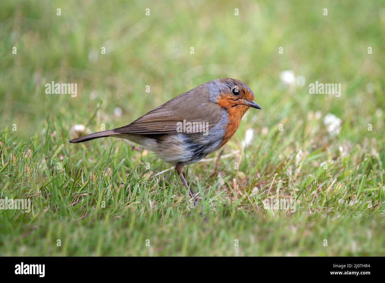 Close up of robin redbreast hi-res stock photography and images - Alamy