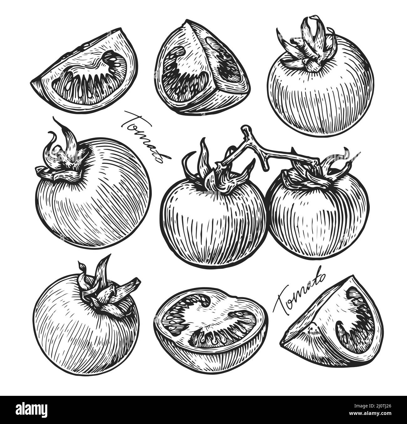 Tomato set sketch. Organic farm vegetables in vintage engraving style ...