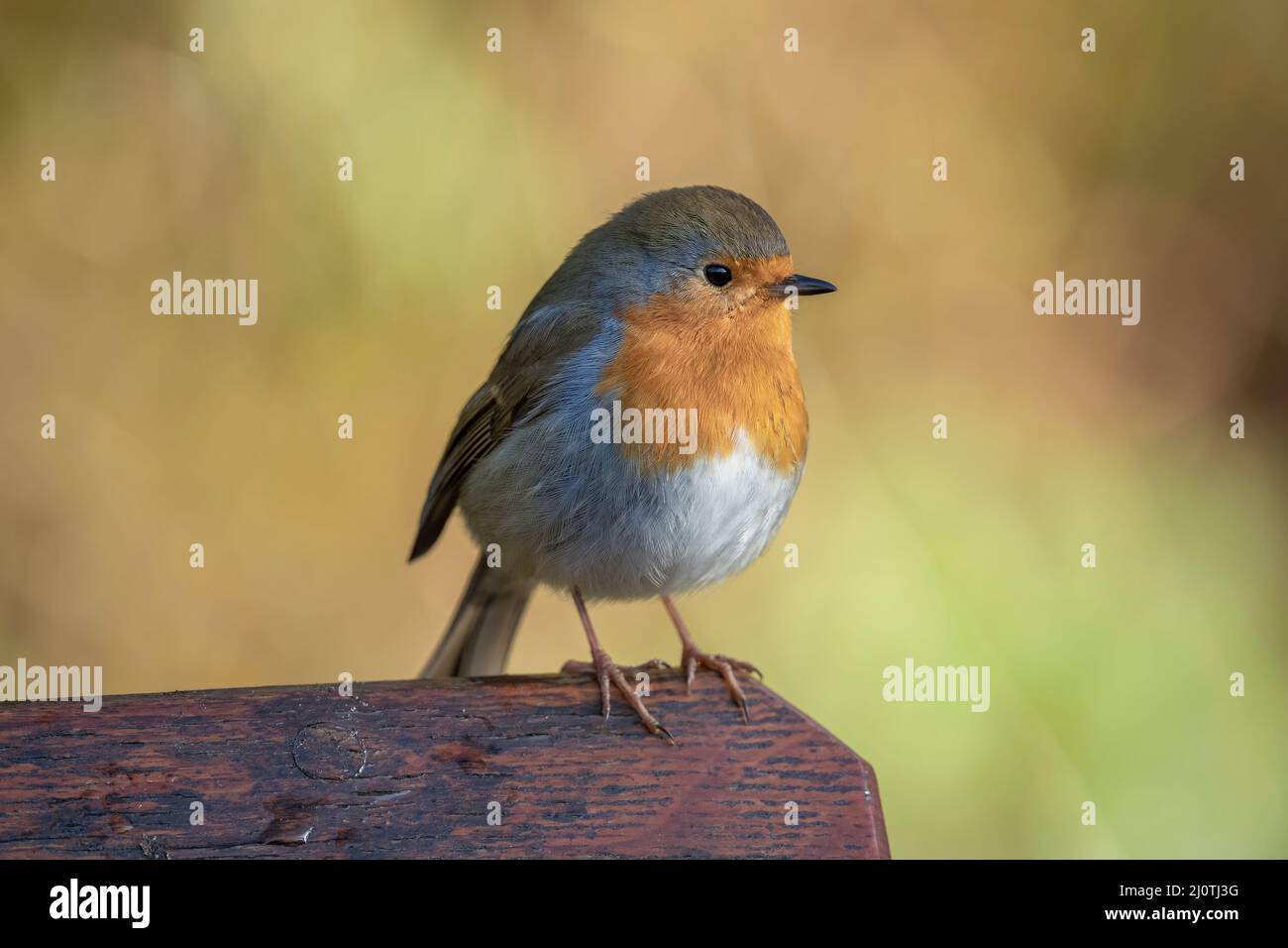 Woodland background hi-res stock photography and images - Alamy