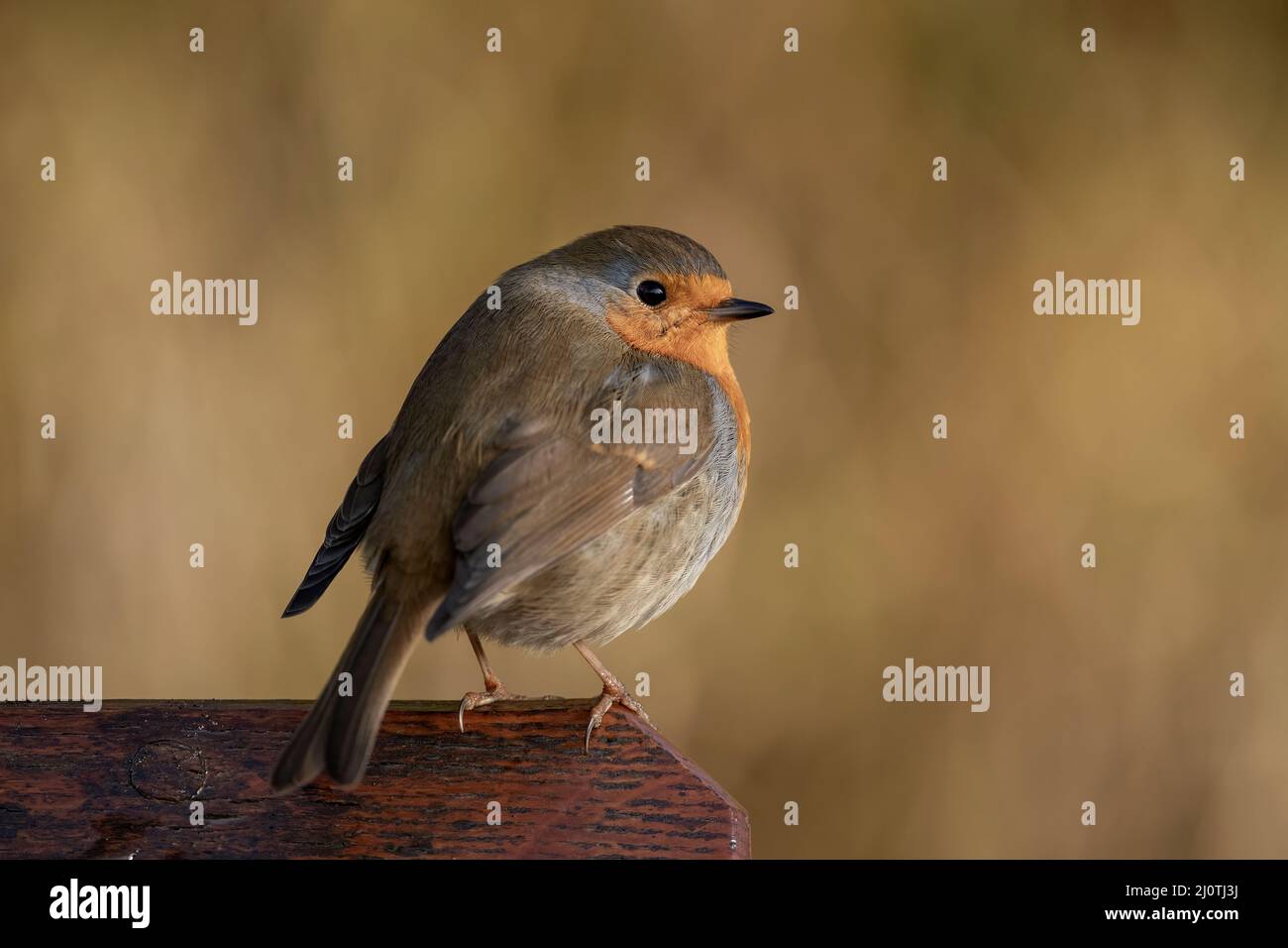 Woodland background hi-res stock photography and images - Alamy