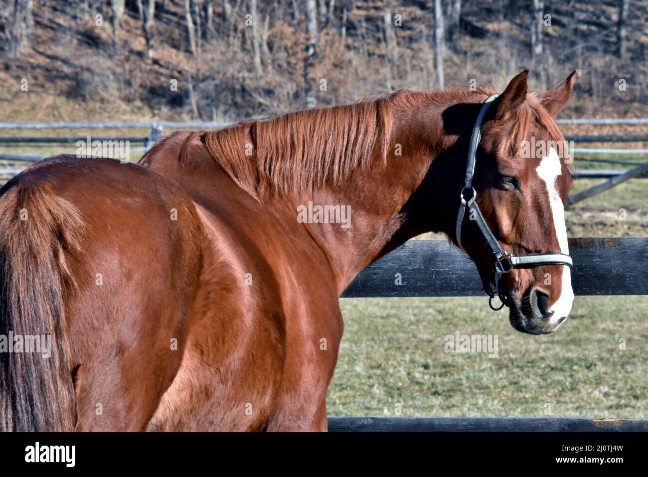 Closeup of sad red horse Stock Photo - Alamy