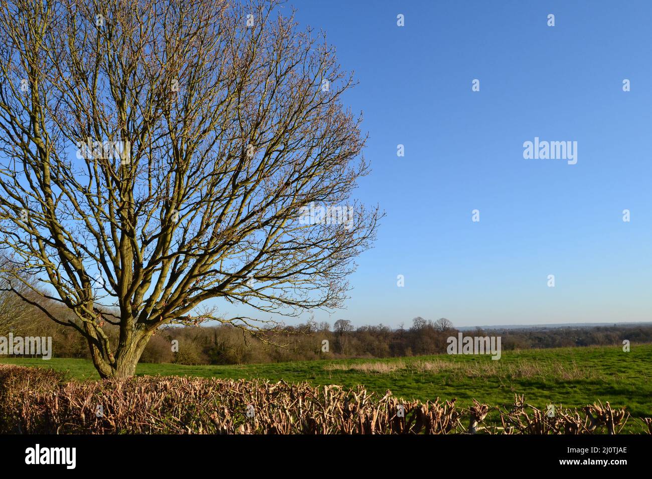Scenes from Petts Wood's National Trust-maintained Hawkwood Estate on a ...