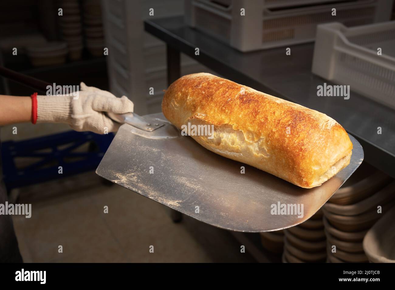 Female hands in gloves hold a shovel with a loaf of artisan bread ...
