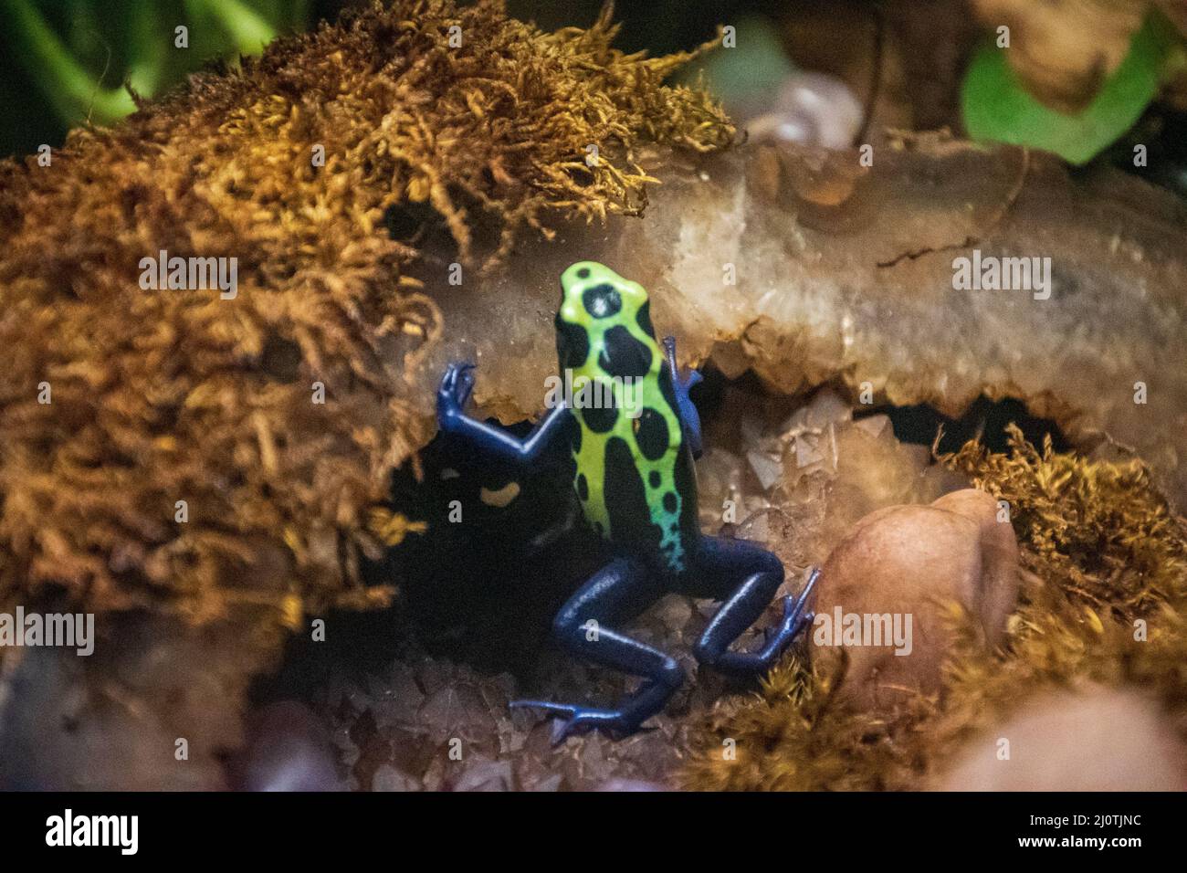 Closeup of a beautiful frog in a zoo Stock Photo - Alamy