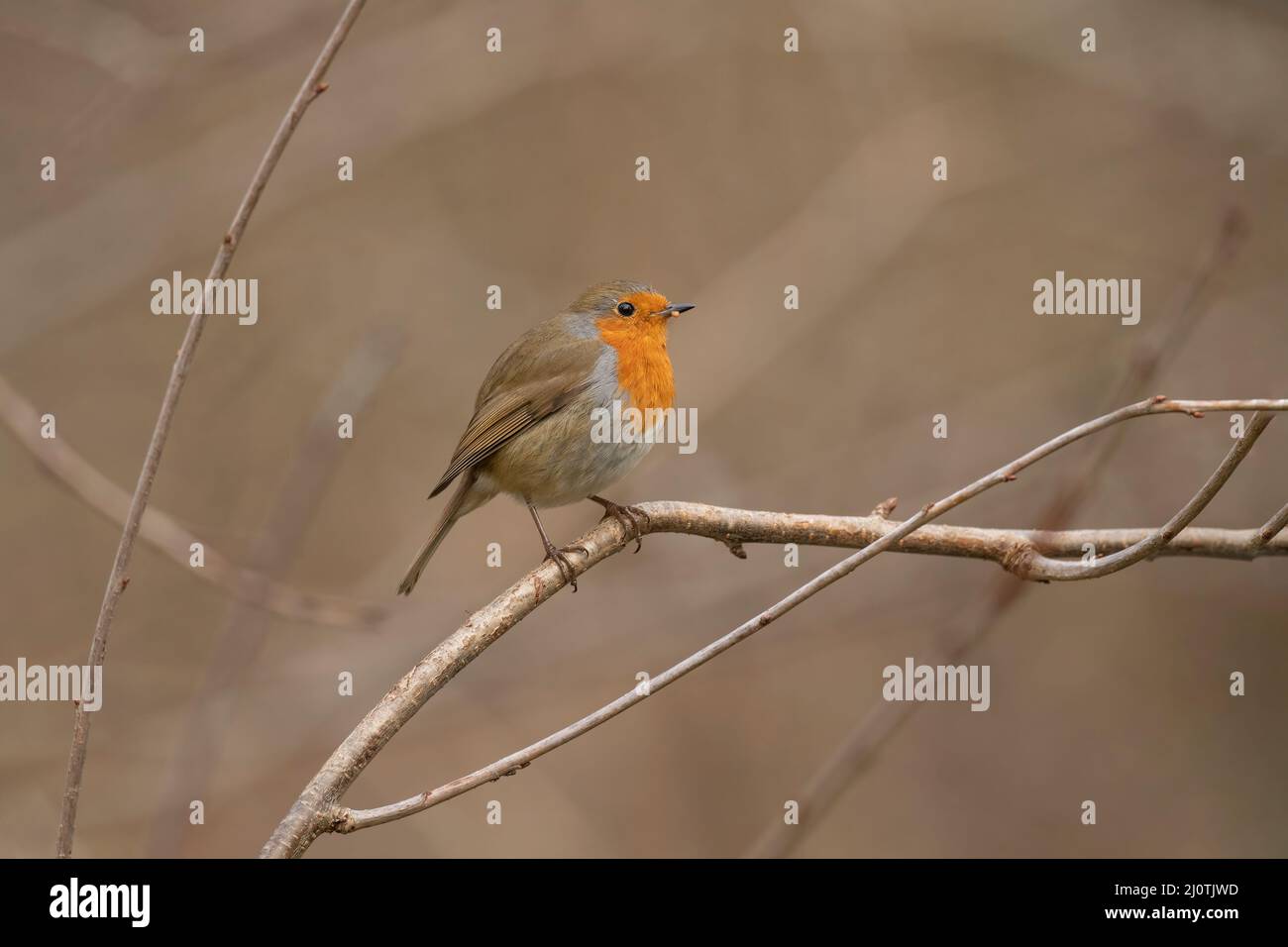 Robin in woodland hi-res stock photography and images - Alamy