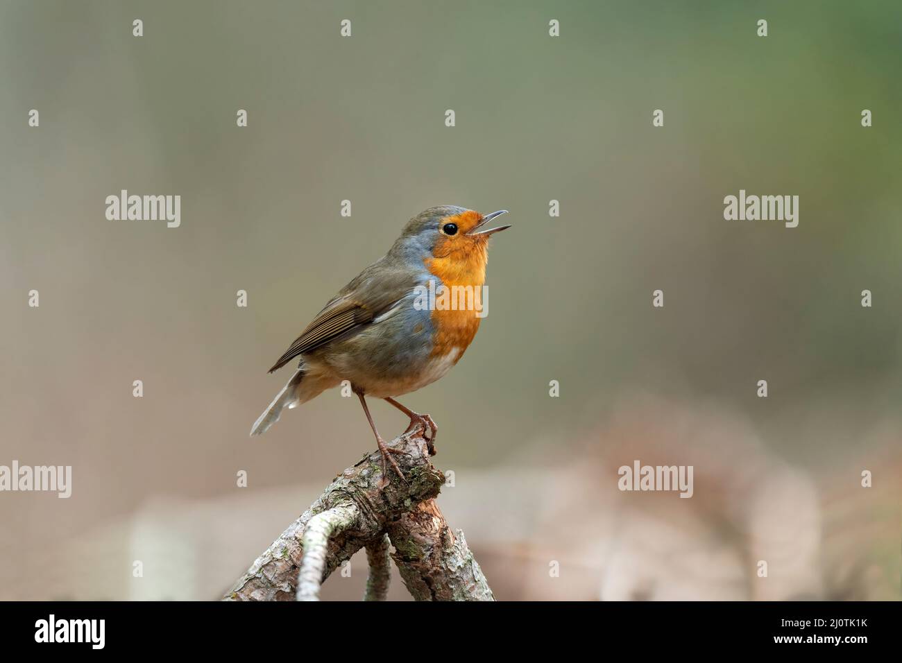 Robin, singing, on a branch, close up, in a forest, in Scotland Stock ...