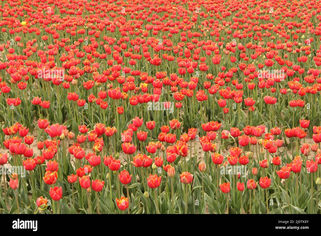 Monet tulip field holland hi-res stock photography and images - Alamy