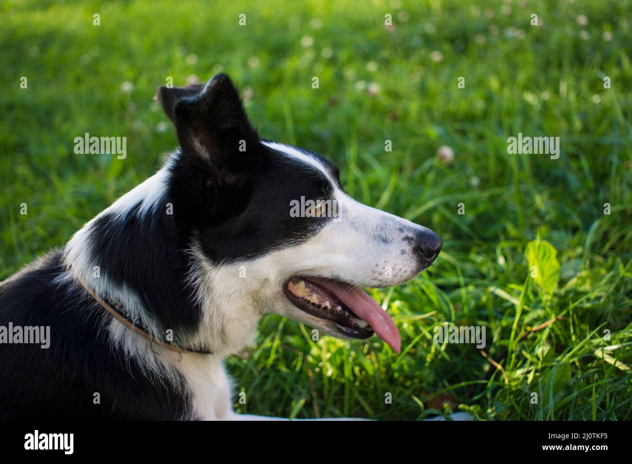 Border collie smart dog hi-res stock photography and images - Alamy