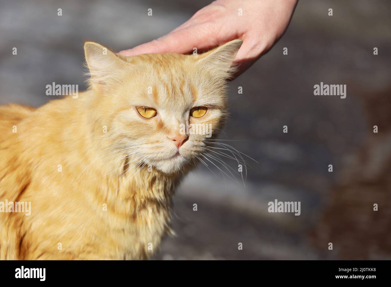 Hand of a cat hi-res stock photography and images - Alamy