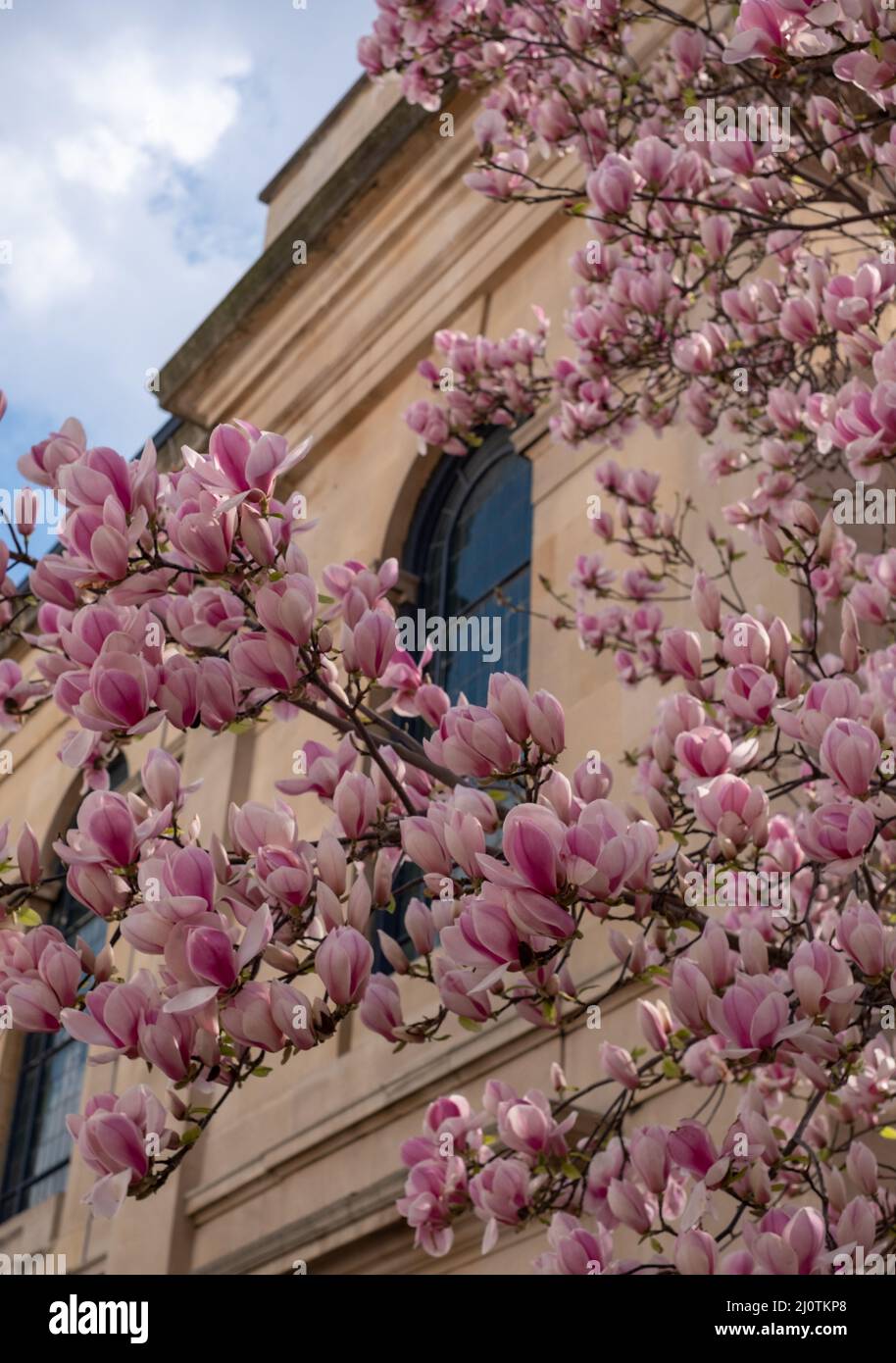 Magnolia tree with stunning pink blossom flowers. Photographed outside ...