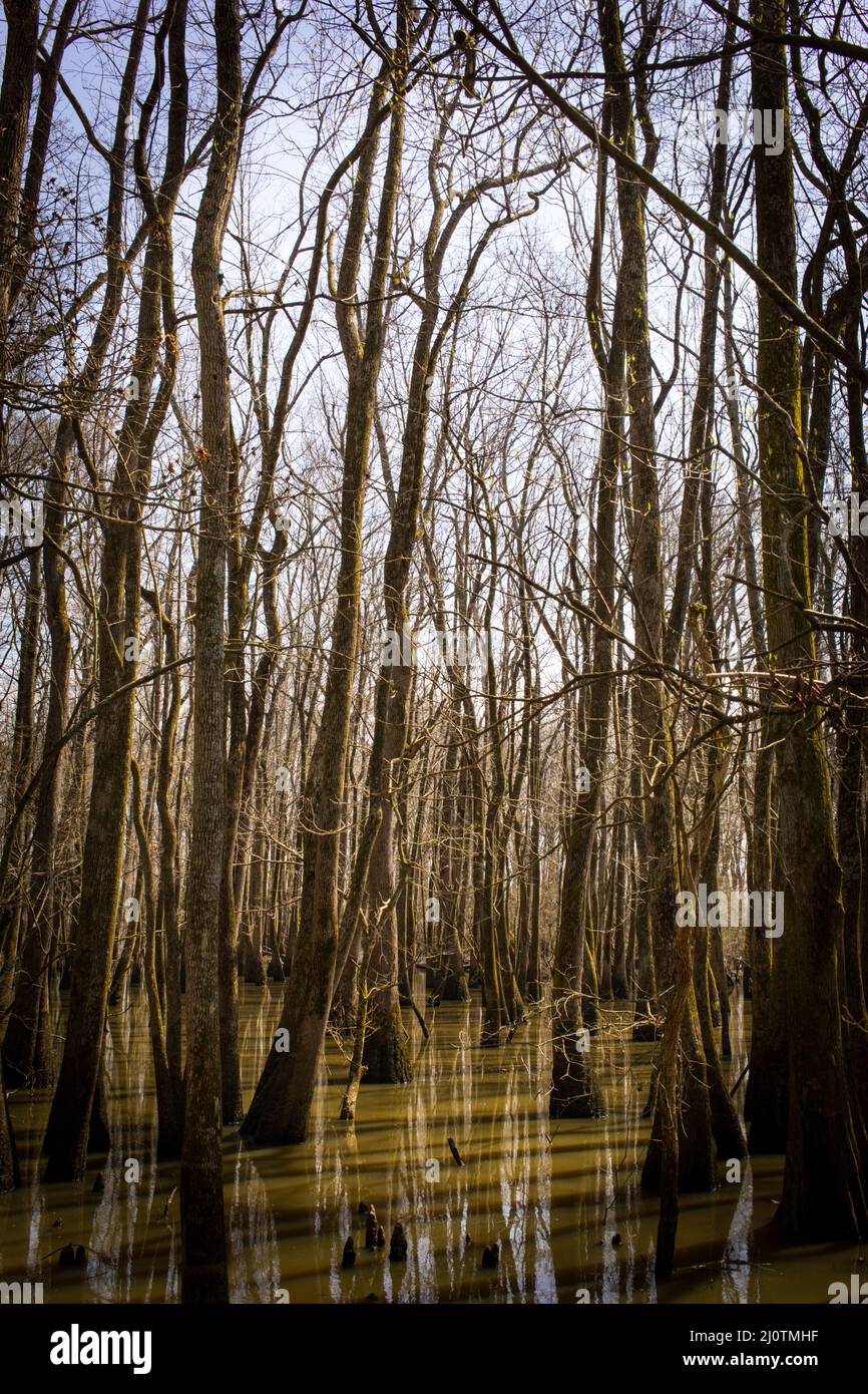 Shawnee National Forest, IL Stock Photo - Alamy