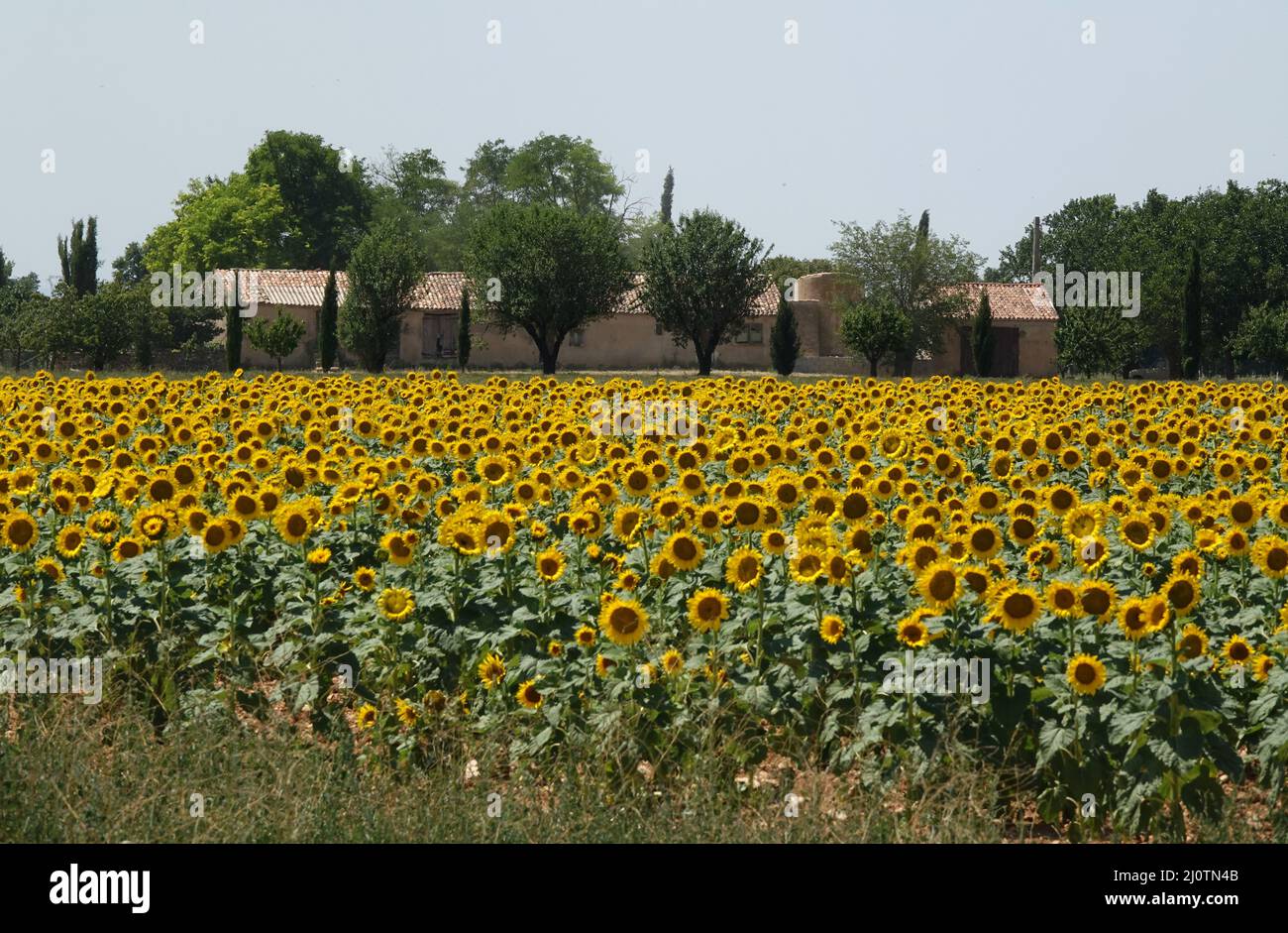 Sunflower field in Provence Stock Photo - Alamy