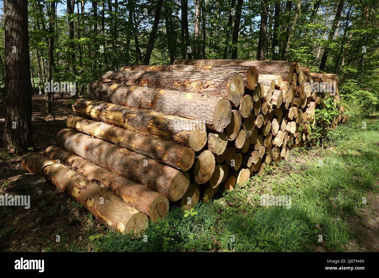 Wood push in the forest Stock Photo - Alamy