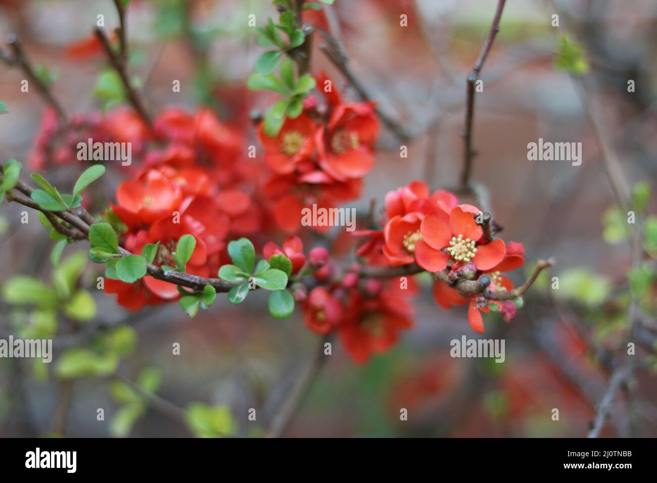 Flowering quince bush or chaenomeles with beautiful red orange flowers ...