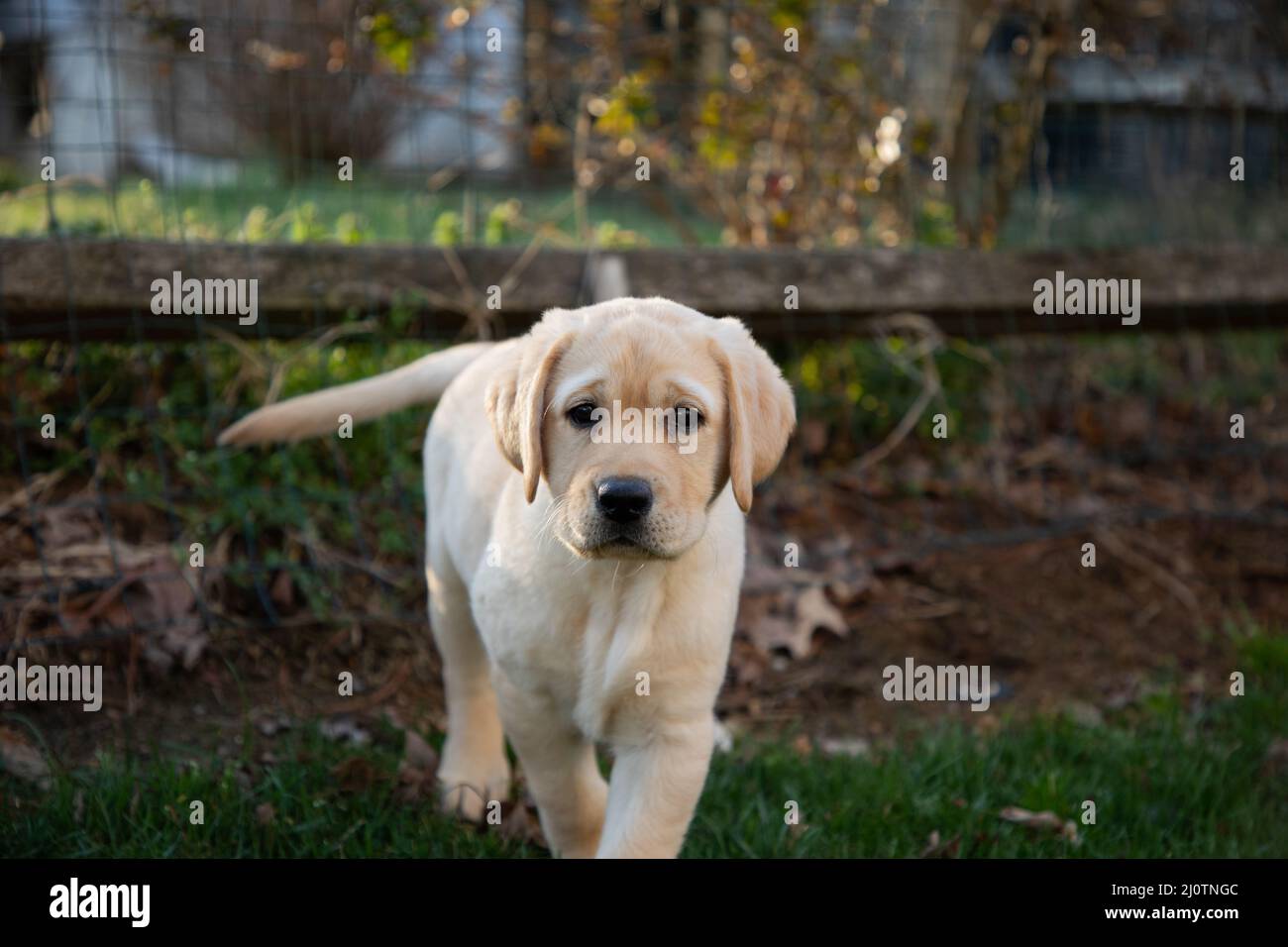 Cute Yellow Labrador Retriever puppy exploring outside Stock Photo - Alamy