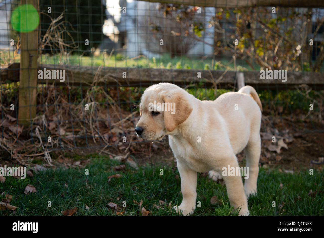 Cute Yellow Labrador Retriever puppy exploring outside Stock Photo - Alamy