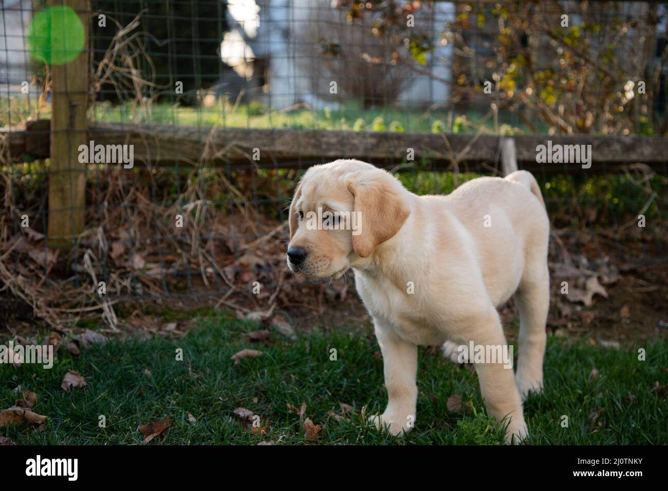 Cute Yellow Labrador Retriever puppy exploring outside Stock Photo - Alamy