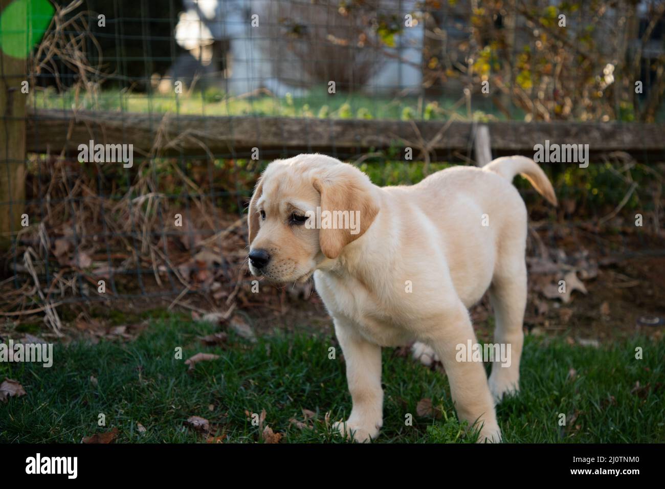 Cute Yellow Labrador Retriever puppy exploring outside Stock Photo - Alamy
