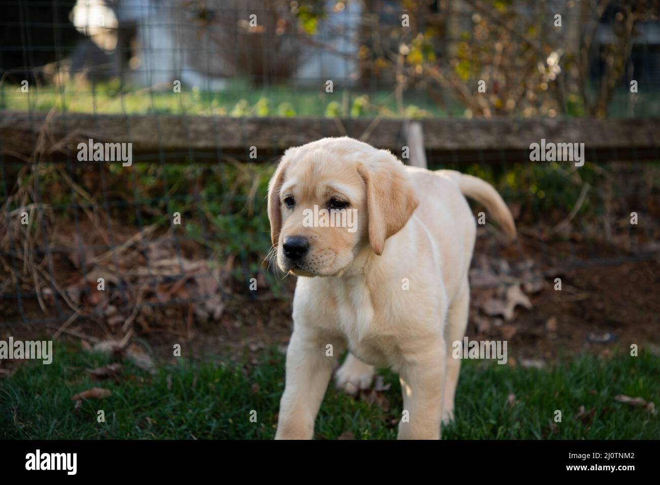 Cute Yellow Labrador Retriever puppy exploring outside Stock Photo - Alamy