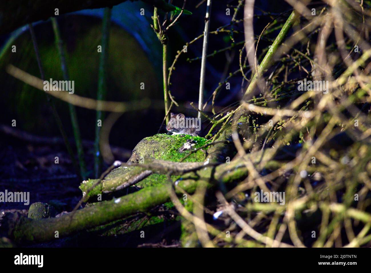 Wood mouse apodemus sylvaticus Stock Photo - Alamy