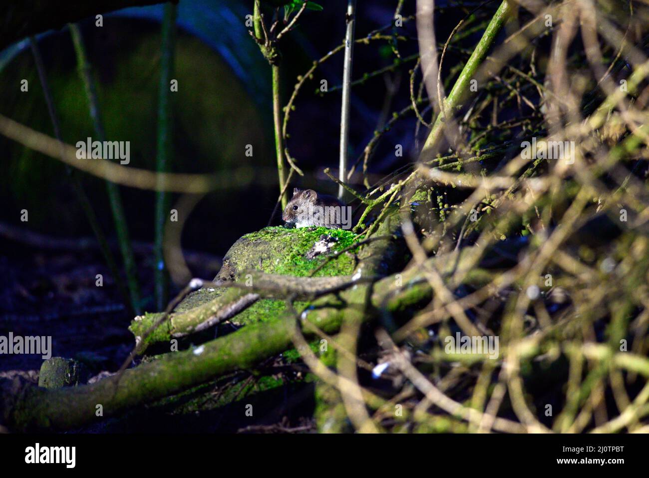 Wood mouse apodemus sylvaticus Stock Photo - Alamy