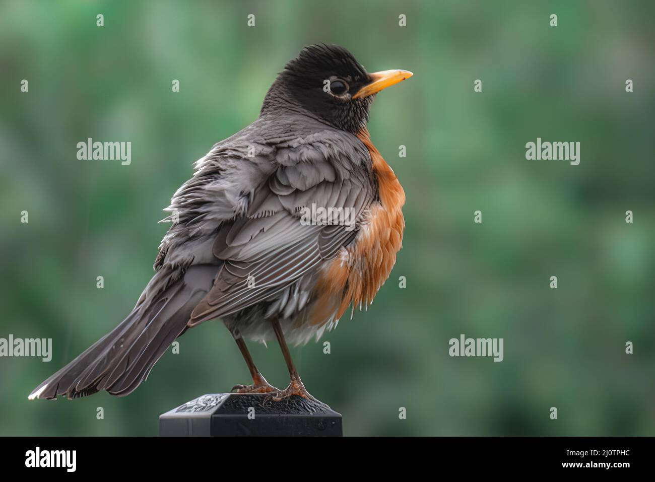 Closeup shot of a fluffy true thrush bird on a pole Stock Photo - Alamy