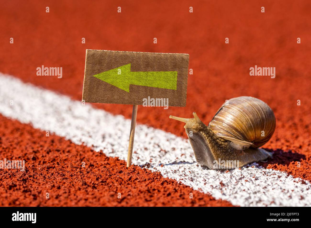 Snail looking at sign with direction arrow Stock Photo - Alamy