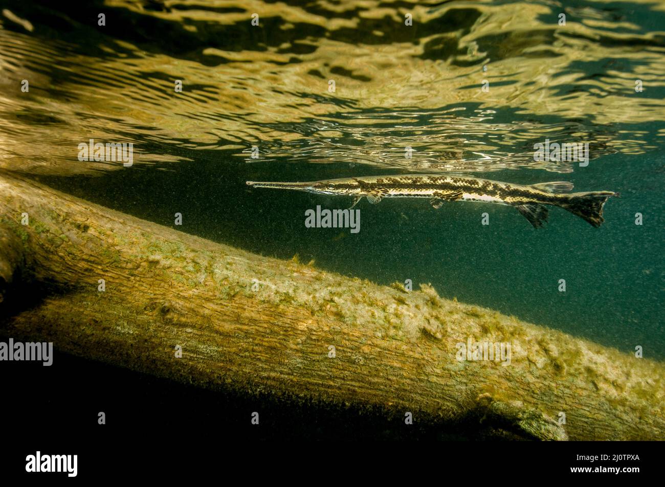 Longnose gar swimming underwater in the St. Lawrence River Stock Photo ...