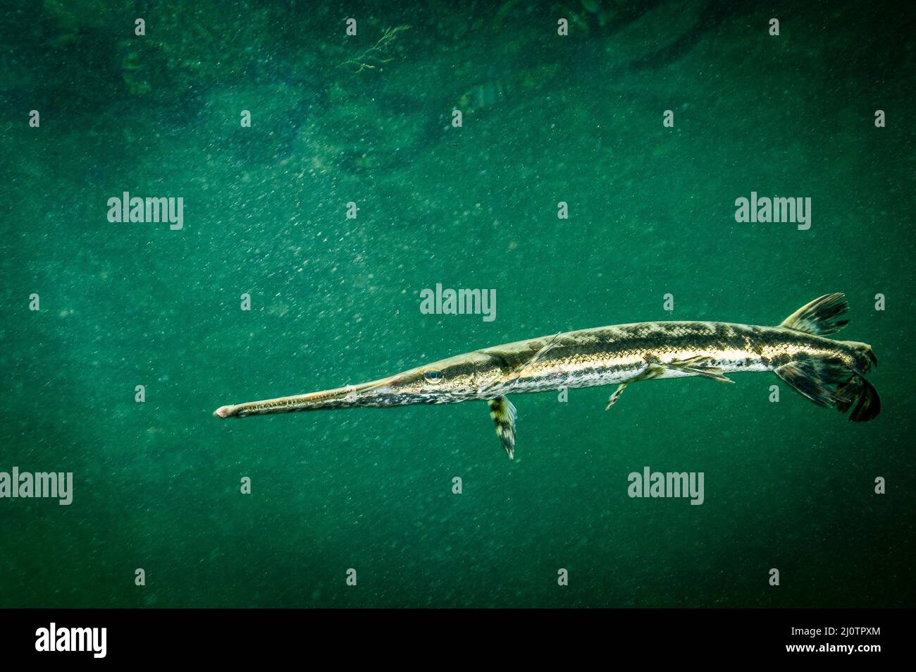 Baby Longnose Gar Fish